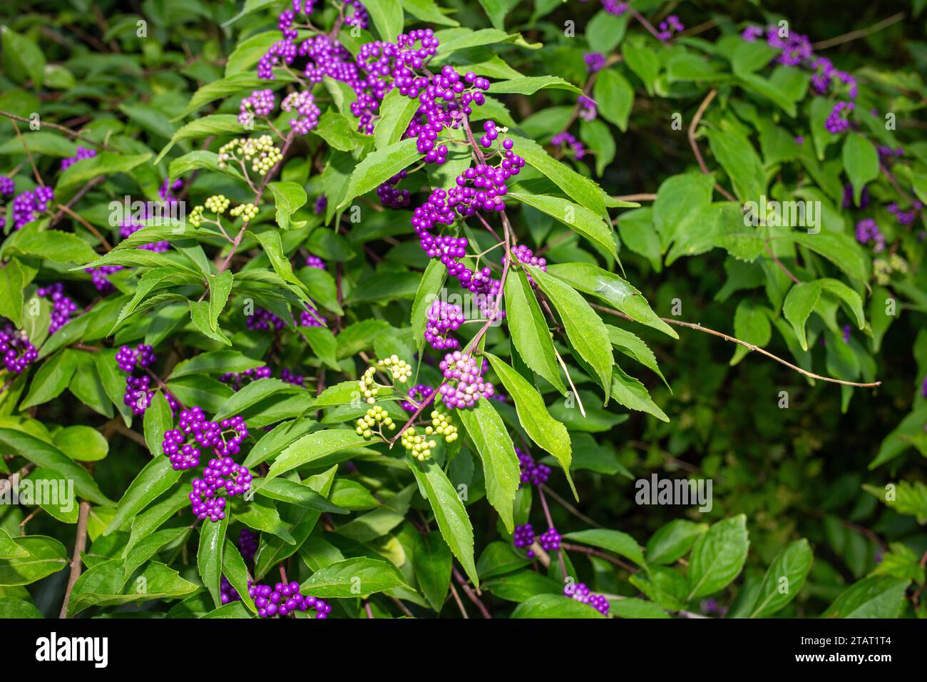 Shiny deep purple berries hi-res stock photography and images - Alamy