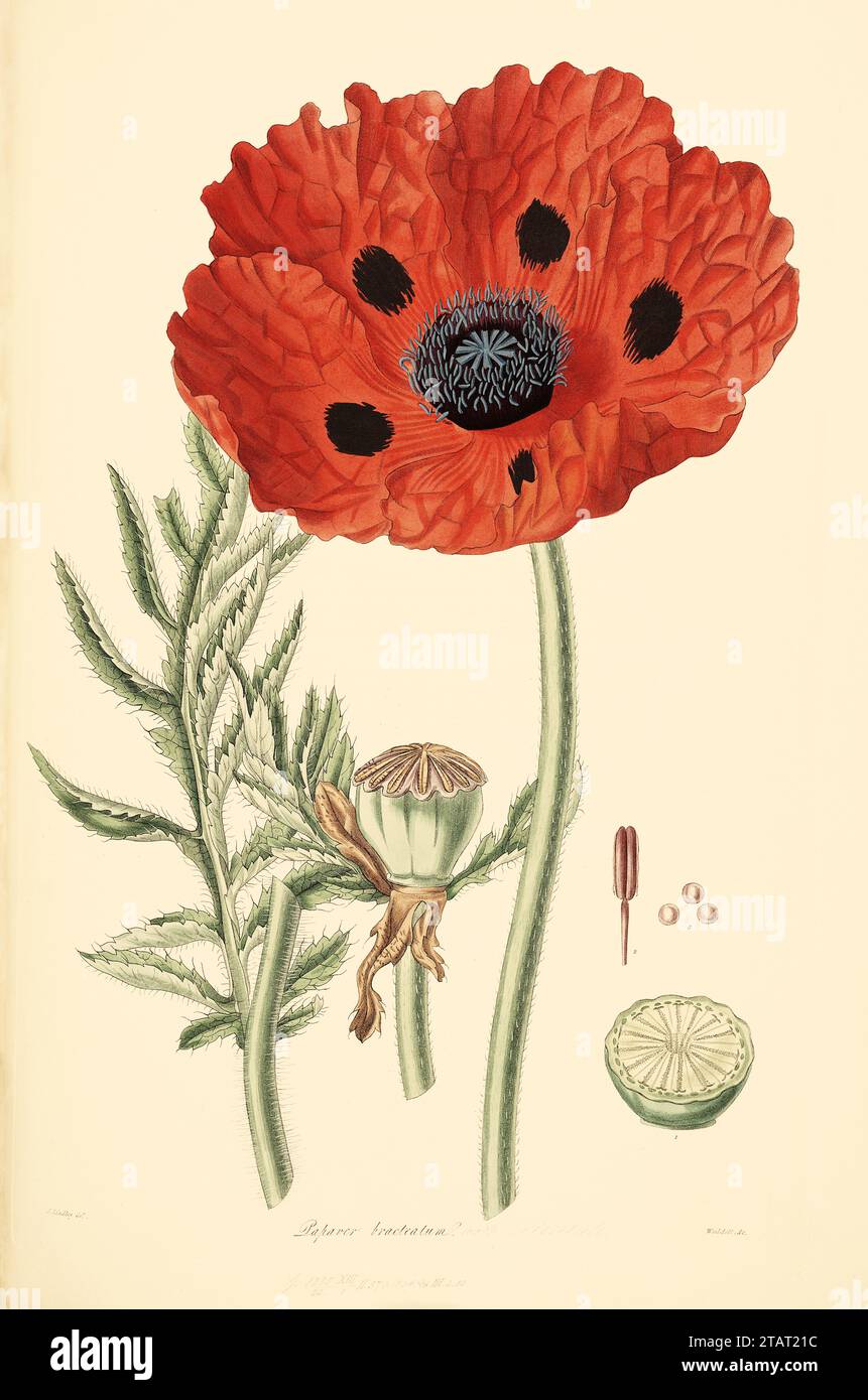 Iranian poppy hi-res stock photography and images - Alamy