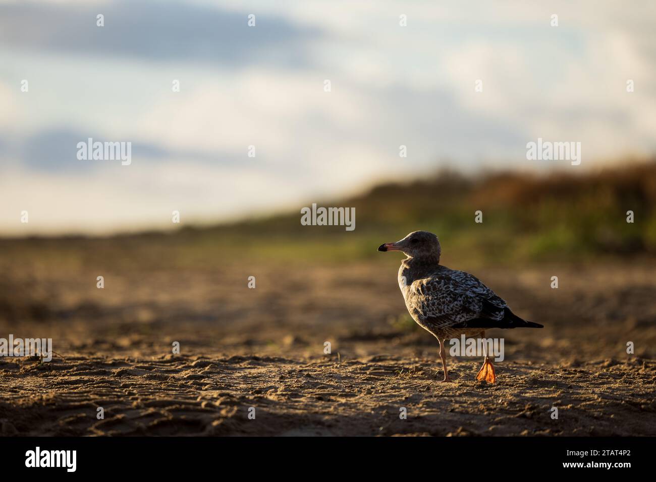 A bird walks across Red Beach during Exercise Steel Knight 23.2 at ...