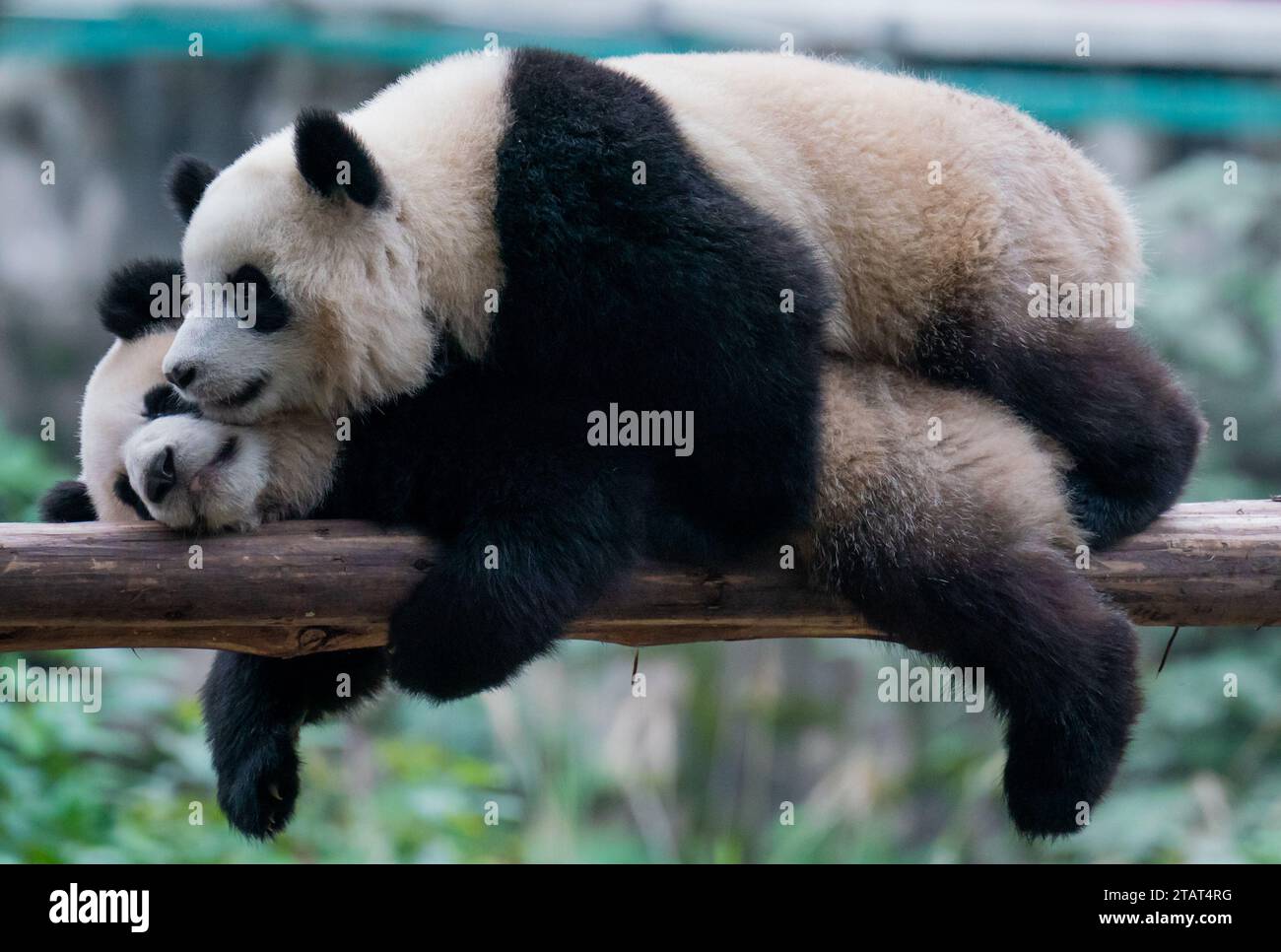 Pandas rest in zoo hi-res stock photography and images - Alamy