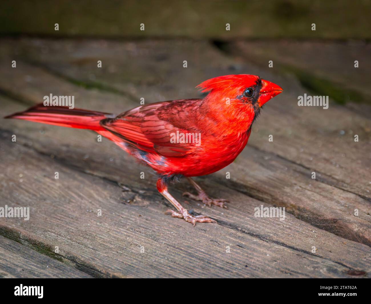 North american cardinal hi-res stock photography and images - Alamy