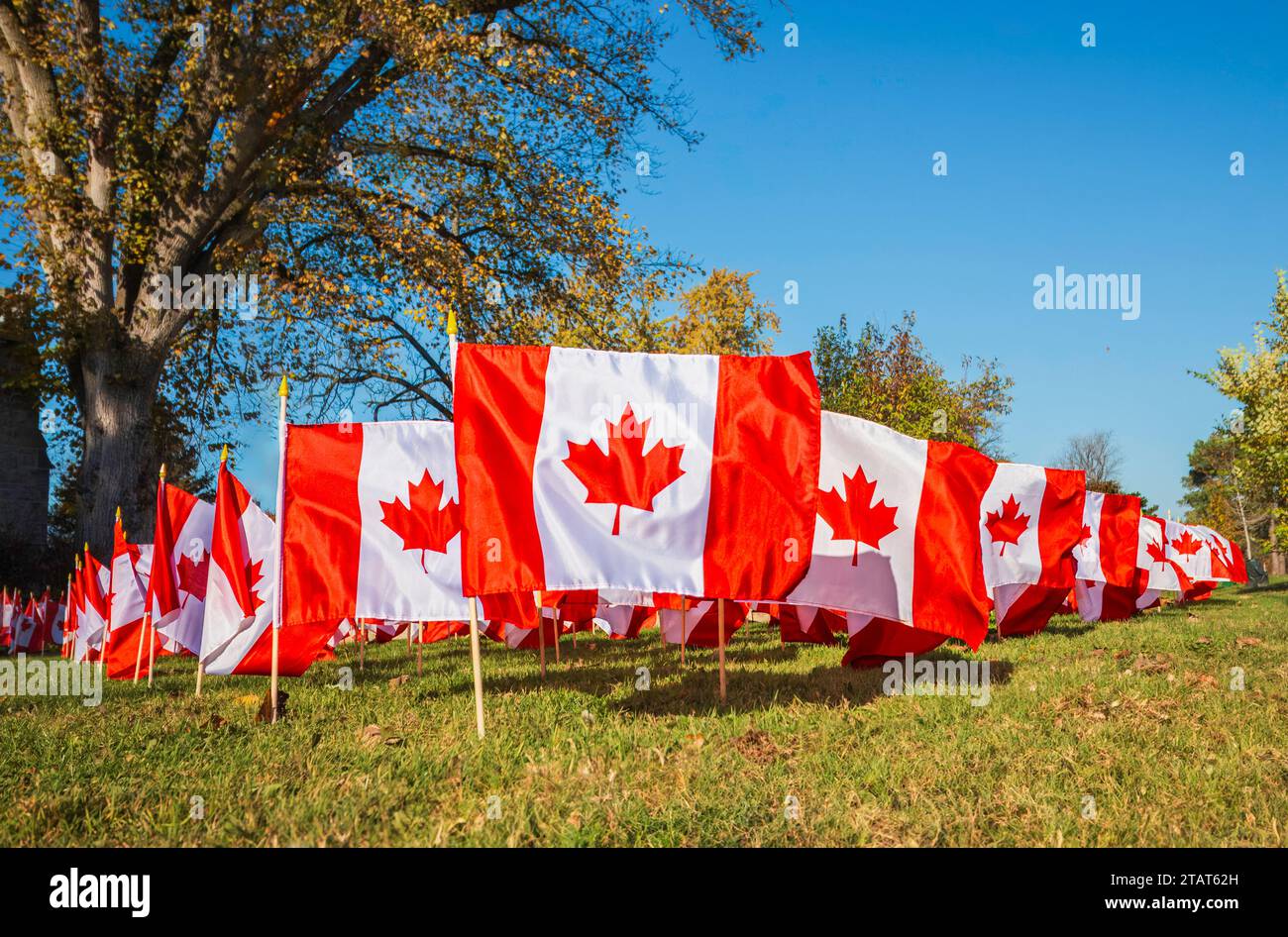 many Canadian flags waving on the ground, celebrating Remembrance Day ...