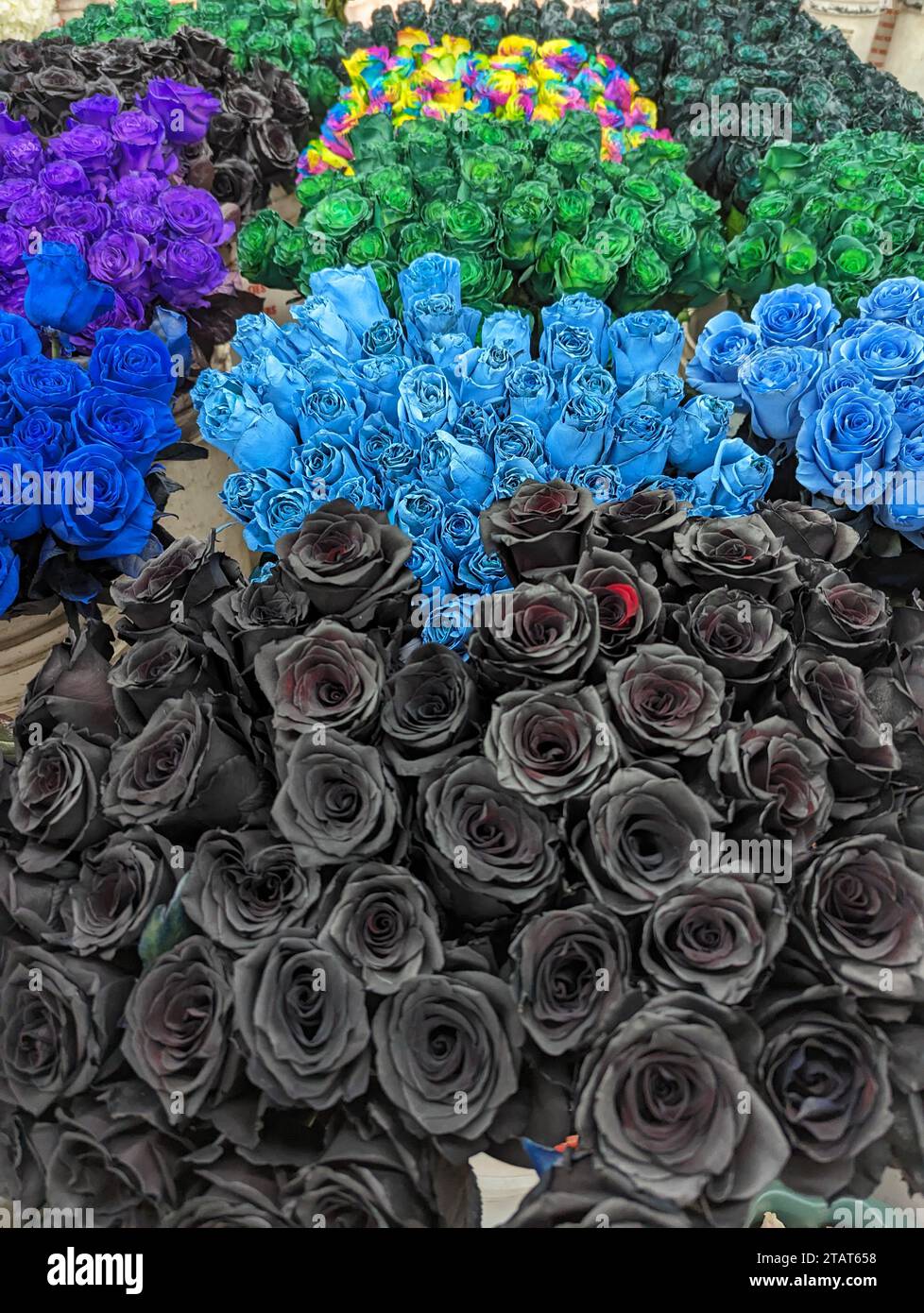 Dyed roses at a flower market Stock Photo - Alamy