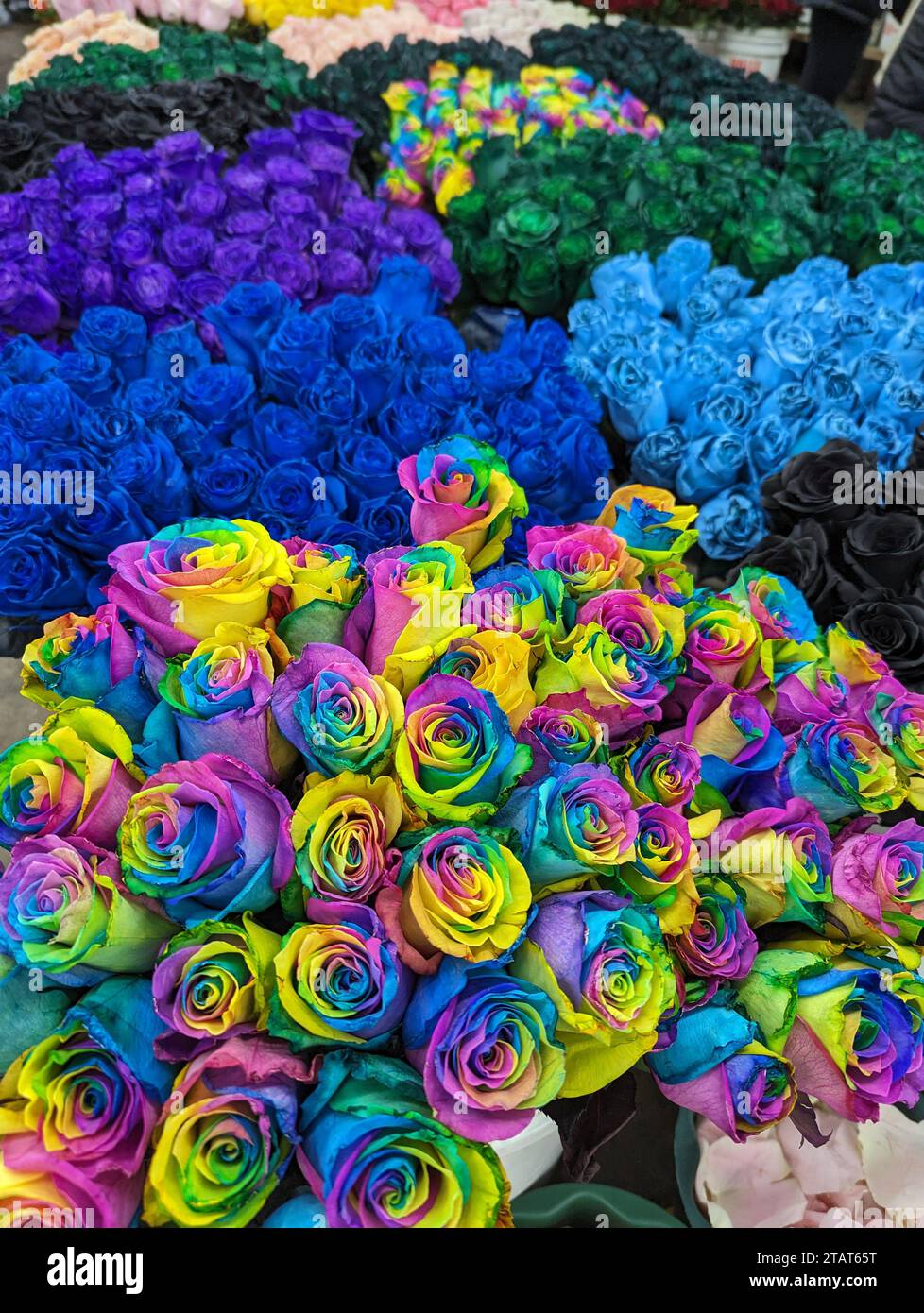 Dyed roses at a flower market Stock Photo - Alamy
