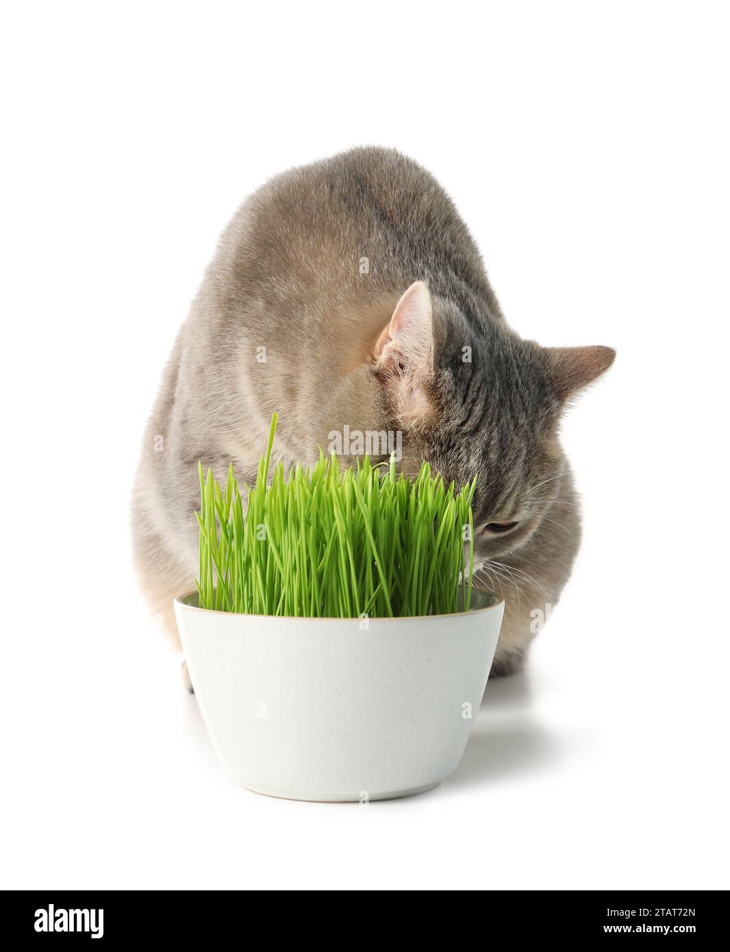 Cute cat near potted green grass isolated on white Stock Photo - Alamy
