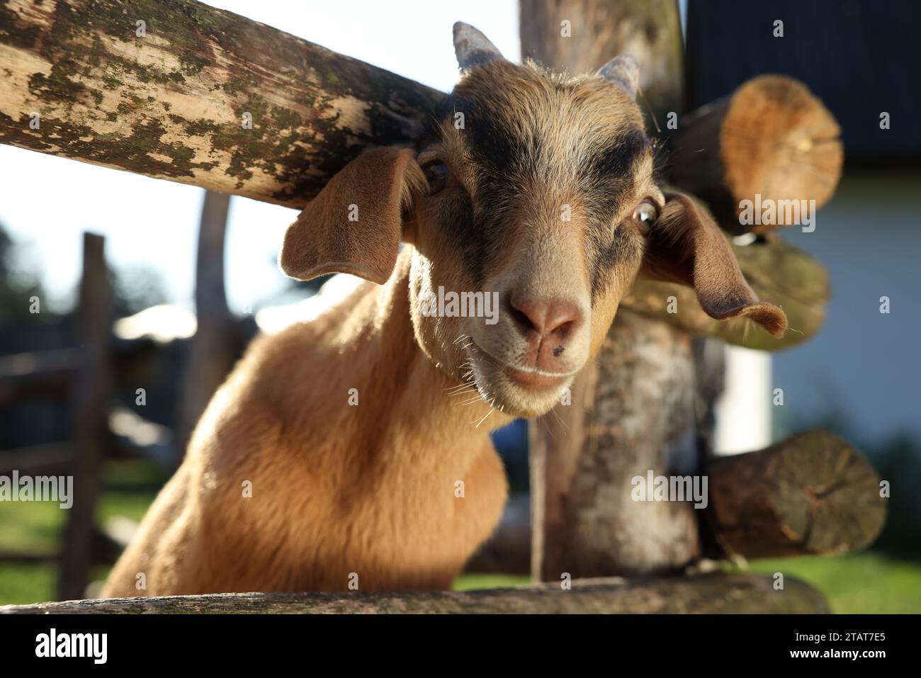 Cute goat inside of paddock at farm Stock Photo - Alamy