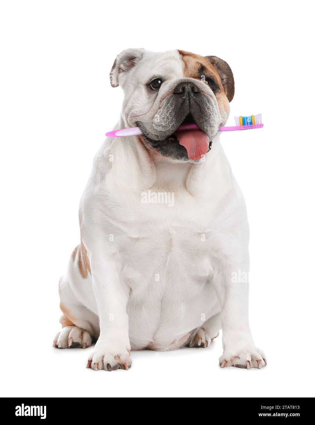 Cute dog with toothbrush in mouth isolated on white. Animal oral ...