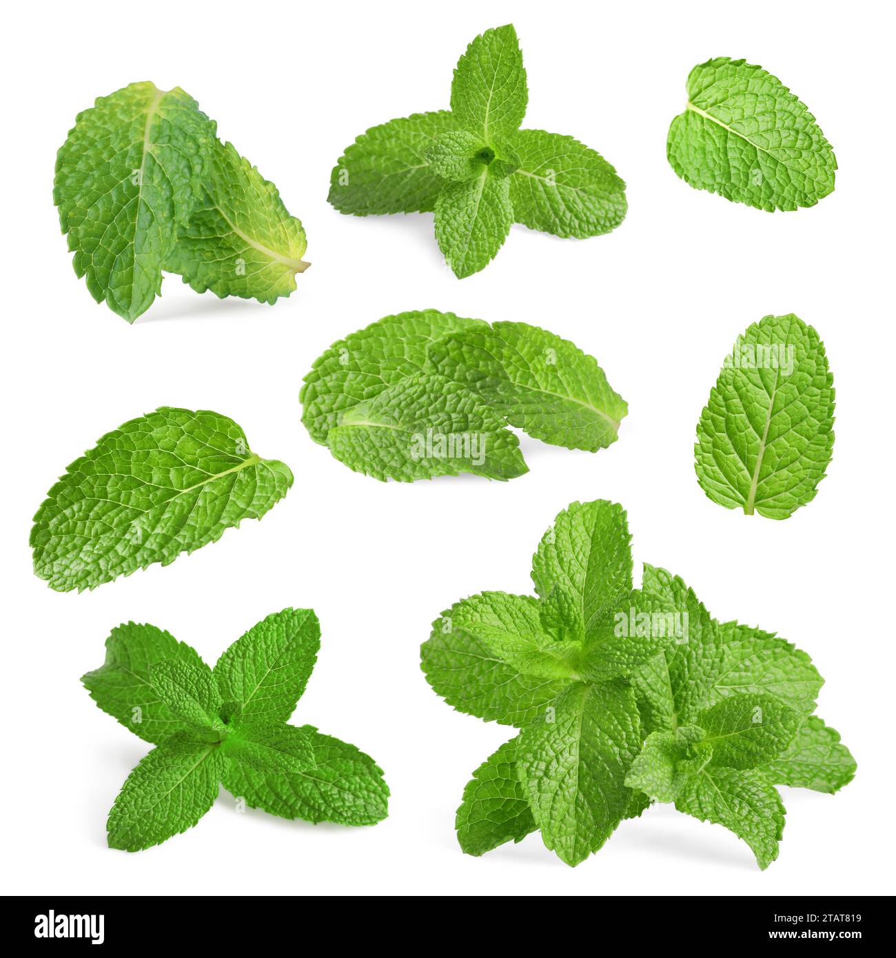 Fresh mint leaves isolated on white, set Stock Photo - Alamy