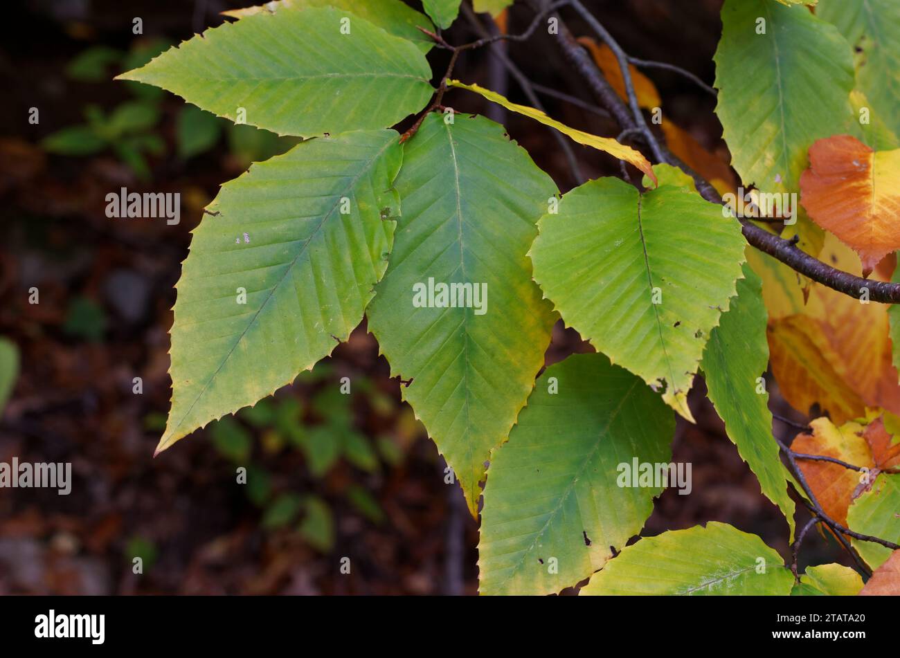 American beech leaves, Fagus grandifolia. Quebec,Canada Stock Photo - Alamy