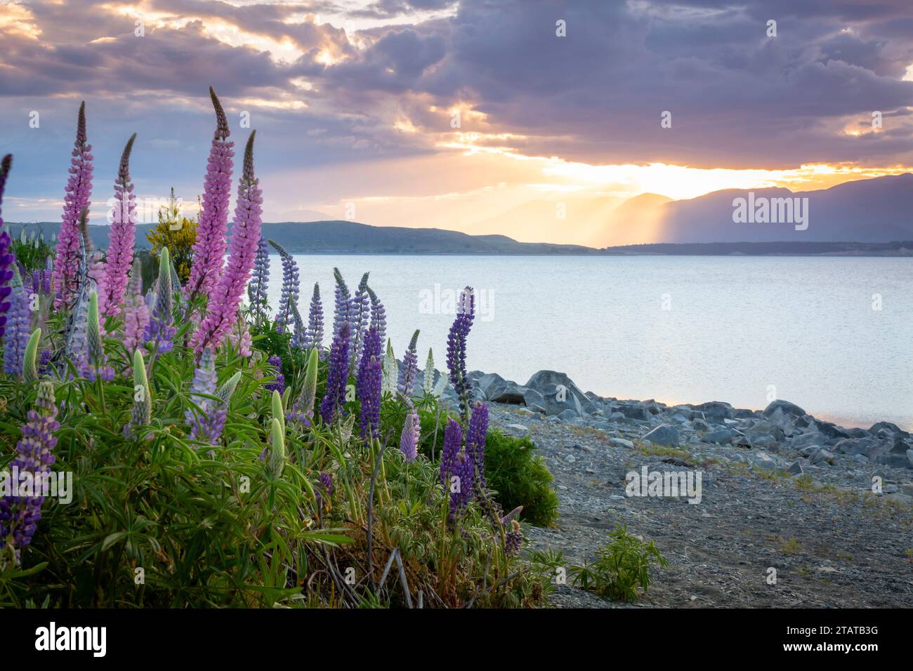 Mount cook flowers hi-res stock photography and images - Alamy