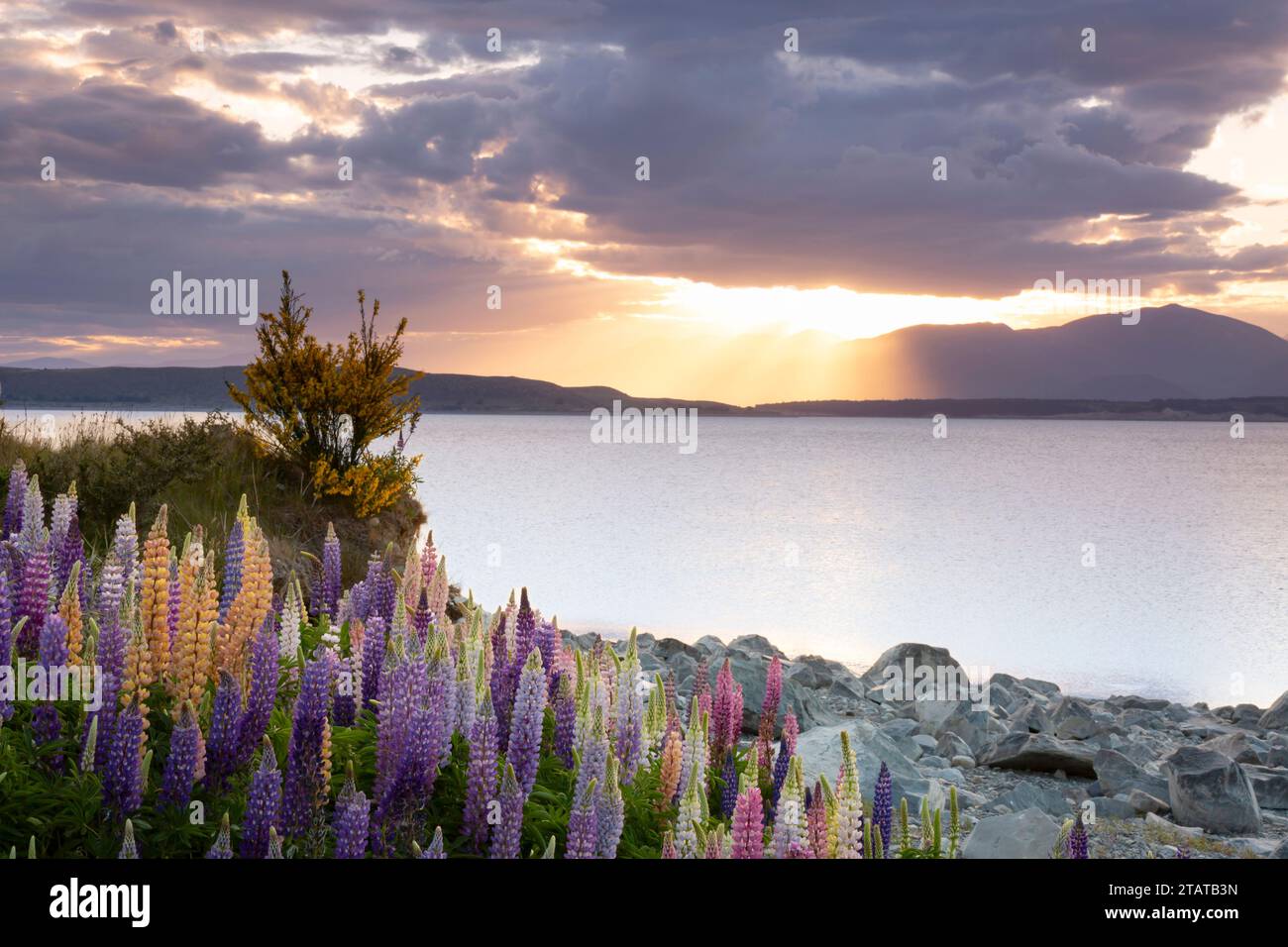 Mount cook flowers hi-res stock photography and images - Alamy