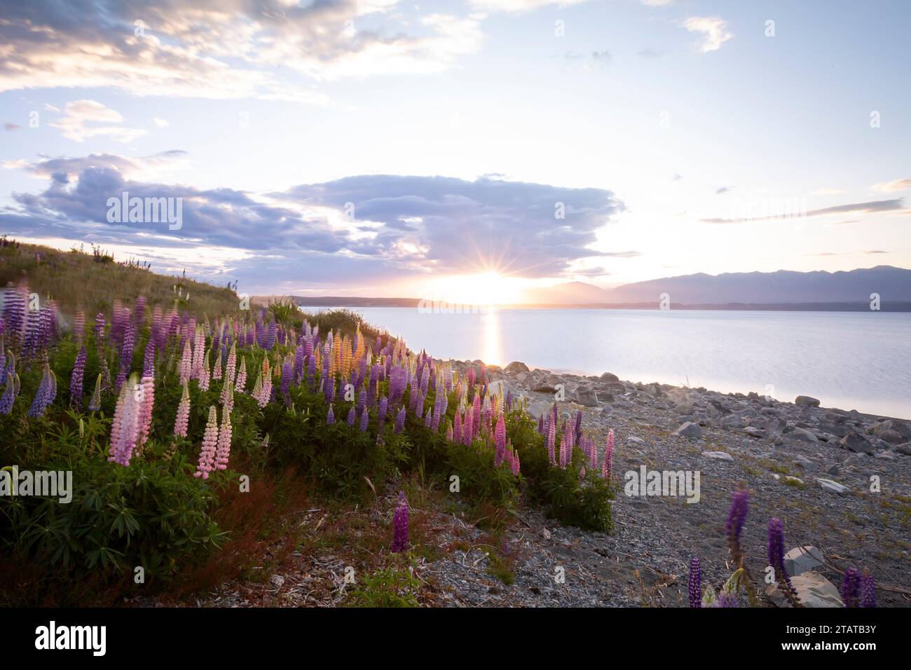 Mount cook flowers hi-res stock photography and images - Alamy