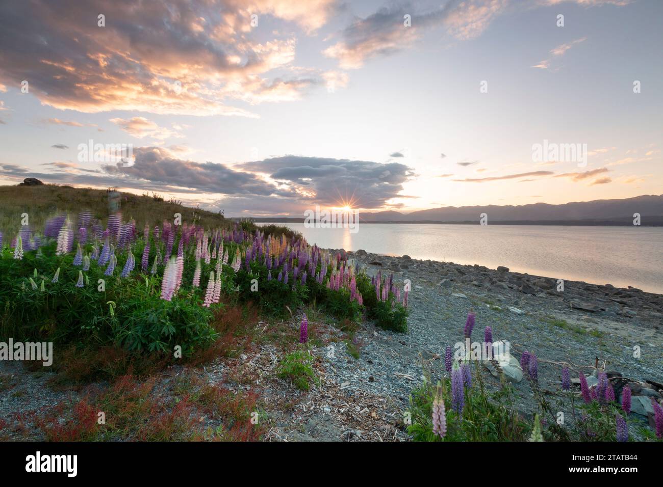 Mount cook flowers hi-res stock photography and images - Alamy