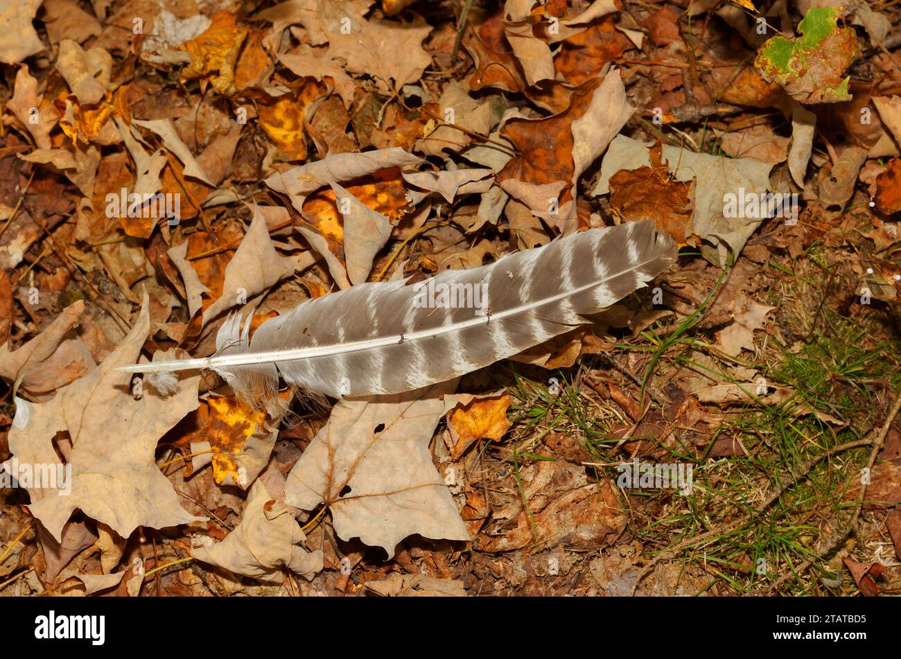 Wild turkey feather laying on the ground in the forest. Quebec,Canada ...