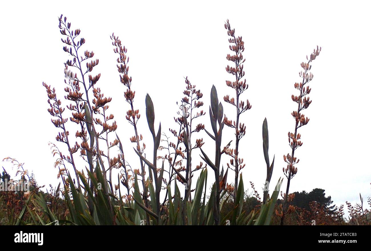 A line of NZ flax (Phormium tenax) with spent flower spikes from last ...