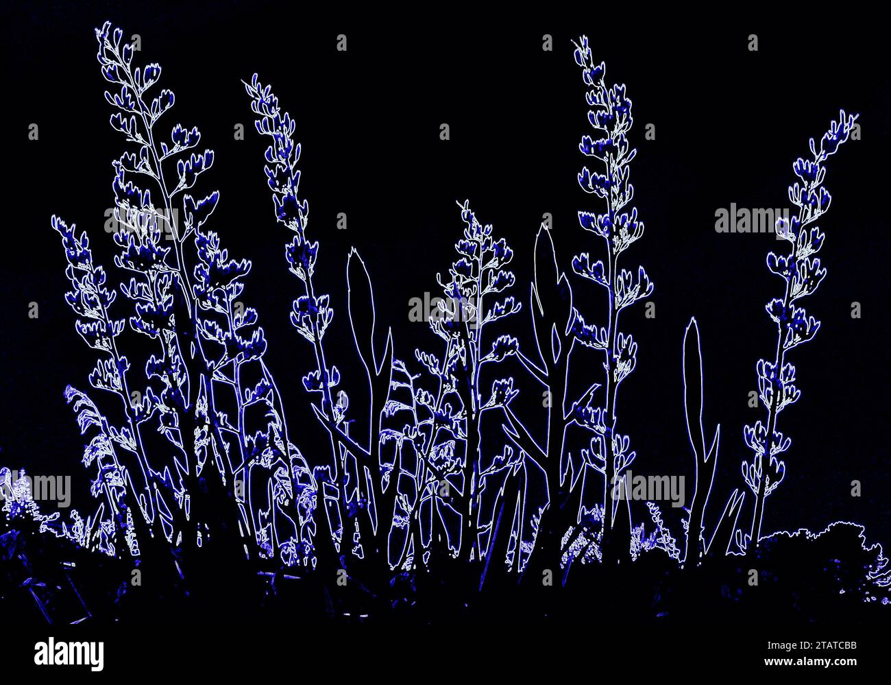 NZ flax (Phormium tenax) with new and old flowers shoots outlined in ...