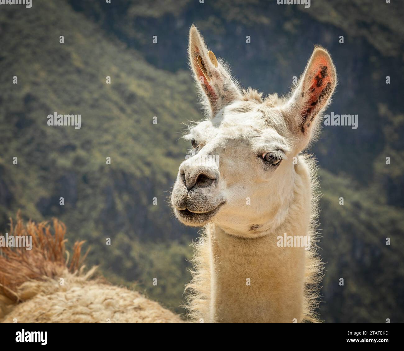 Lhama peru hi-res stock photography and images - Alamy