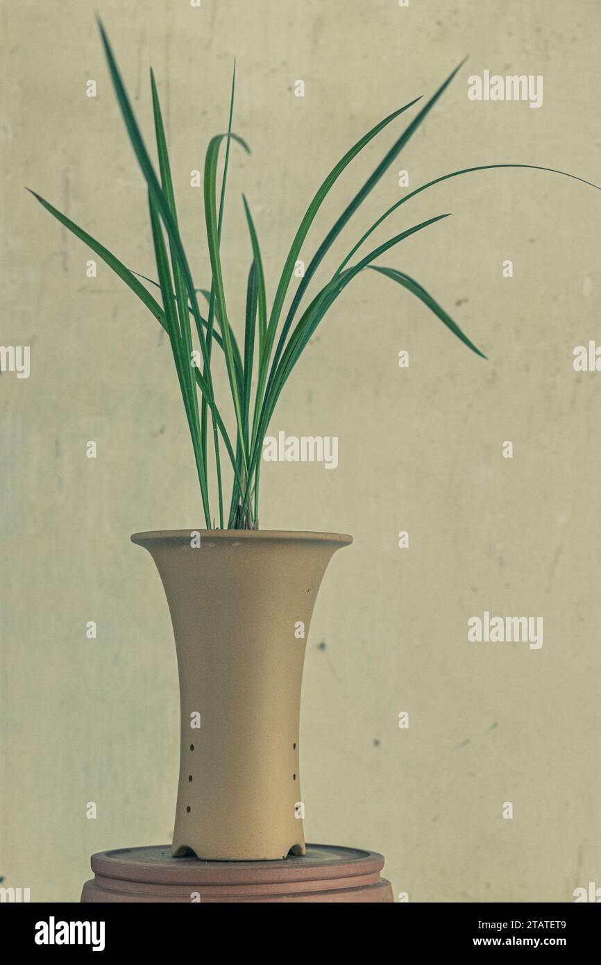 Lion grove garden hi-res stock photography and images - Alamy