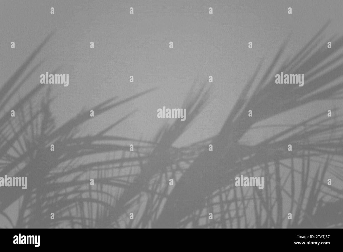 Natural light casts shadows from a leaves branches of palm tree. Top ...