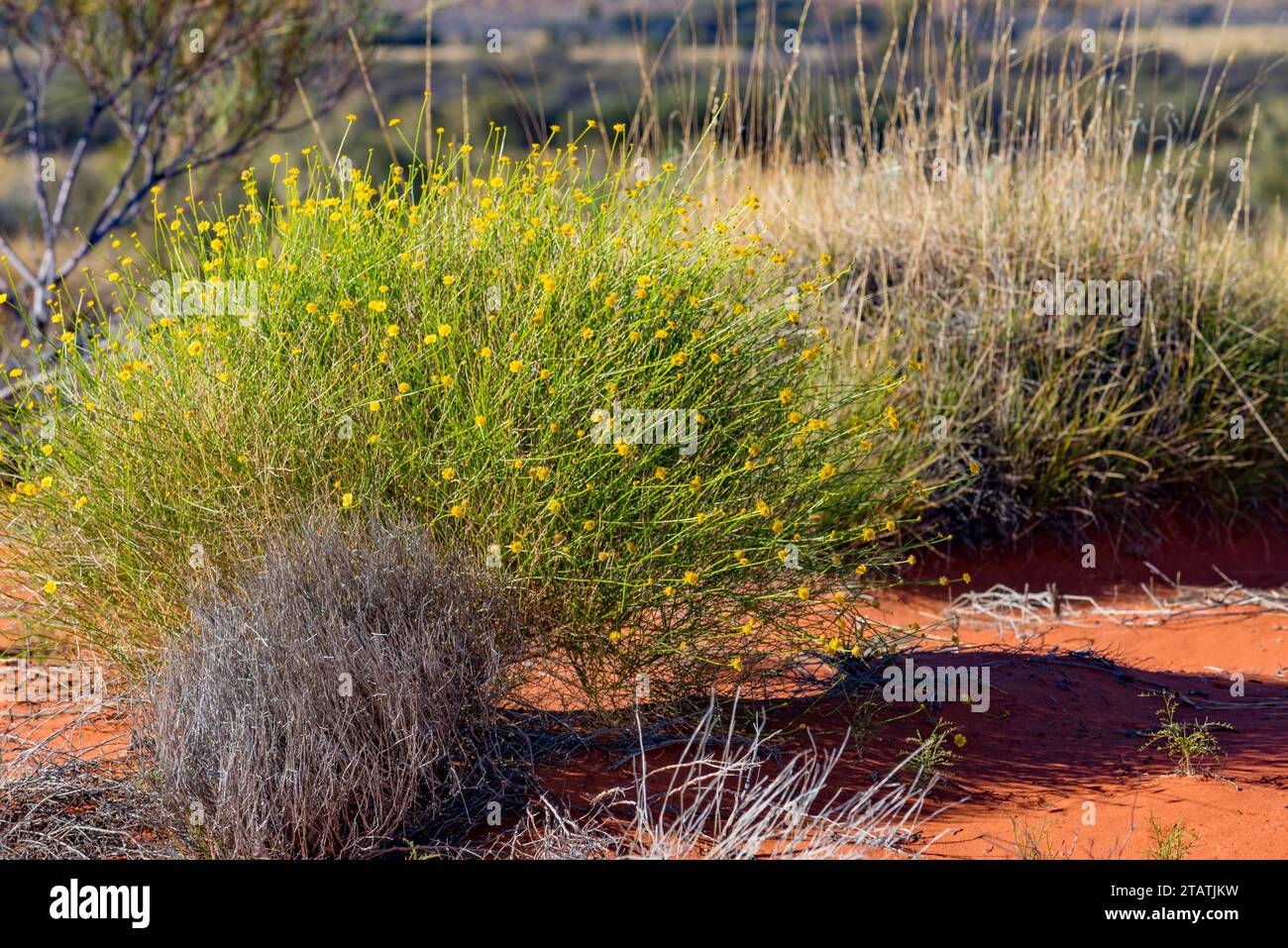 Arid daisy daisies central australia hi-res stock photography and ...