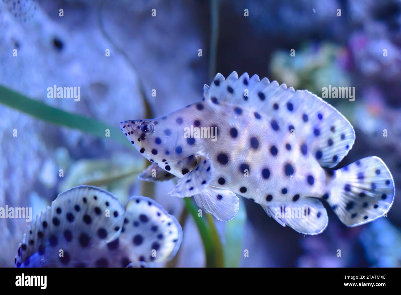 The humpback grouper (Cromileptes altivelis), panther grouper, or ...