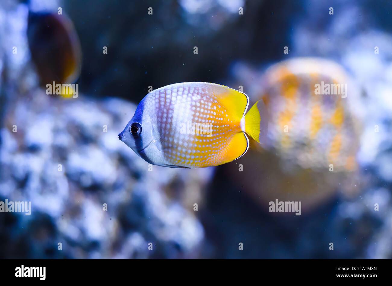 The sunburst butterflyfish (Chaetodon kleinii) known as black-lipped ...