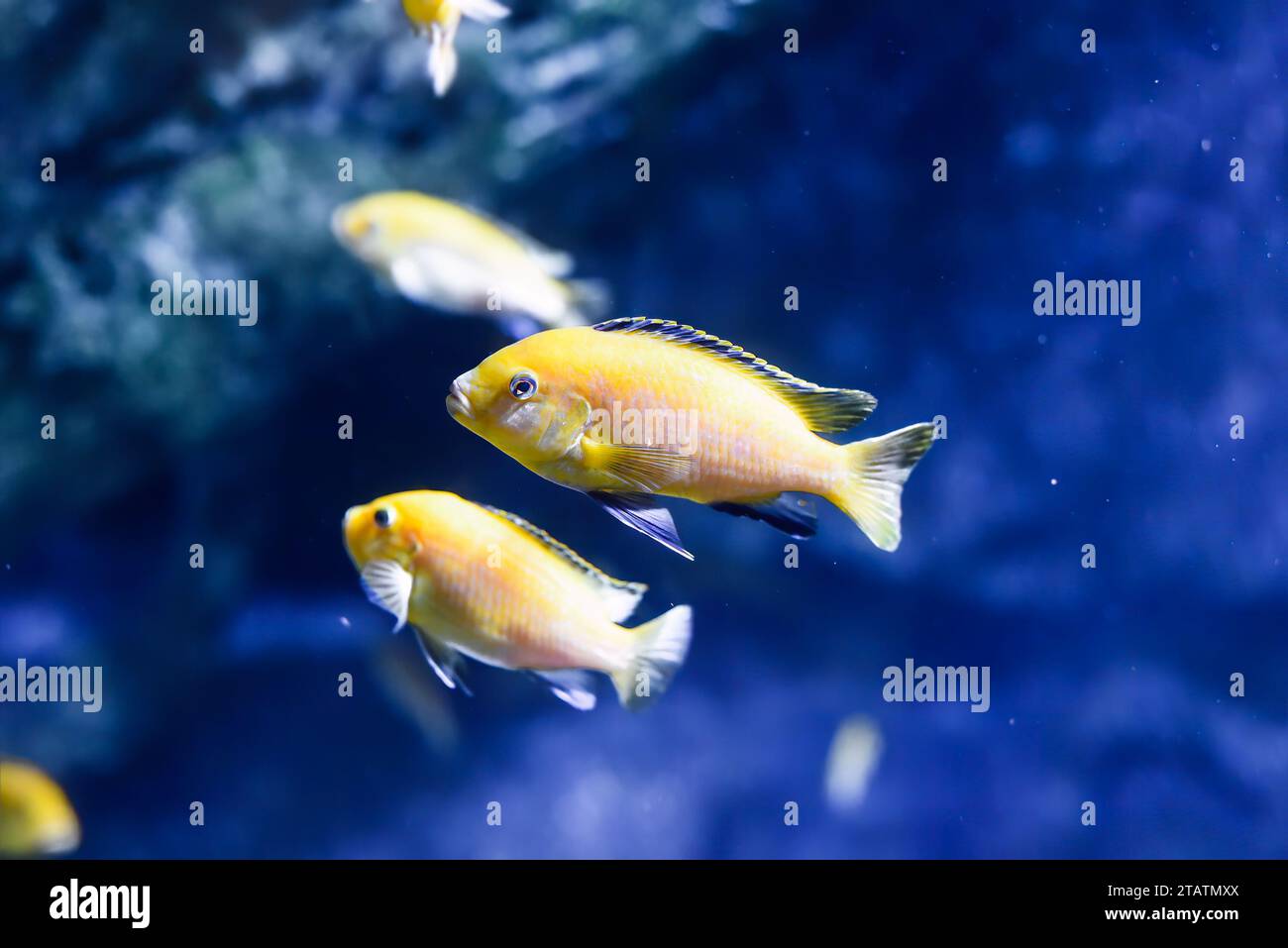 Electric yellow cichlid freshwater aquarium fish in Thailand Stock ...