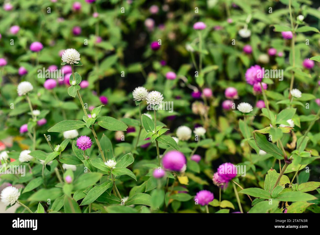 Gomphrena hi-res stock photography and images - Alamy