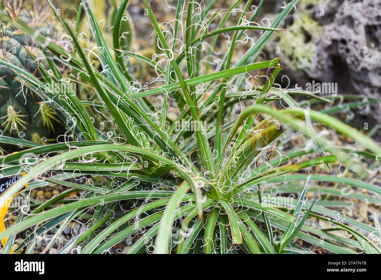Agave filifera hi-res stock photography and images - Alamy