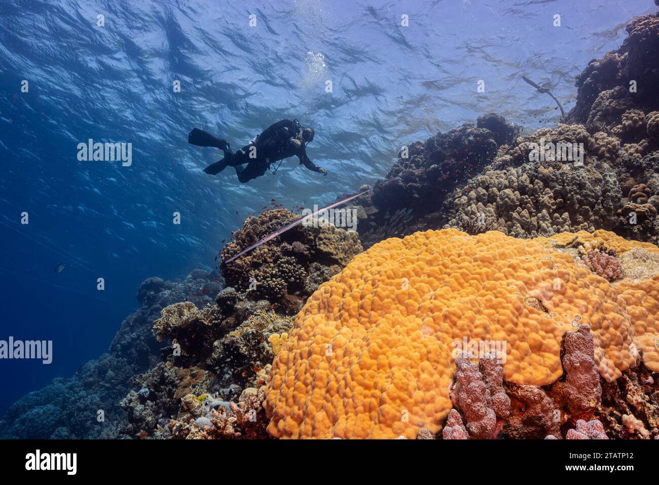 A diver watches a cornetfish hovering over a healthy coral reef in the ...