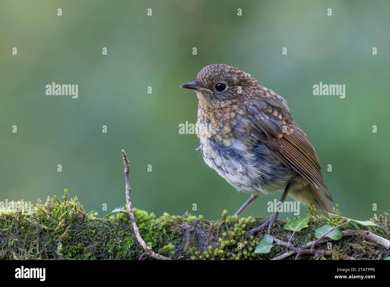 Dunnock [ Prunella modularis ] juvenile bird on mossy branch Stock ...