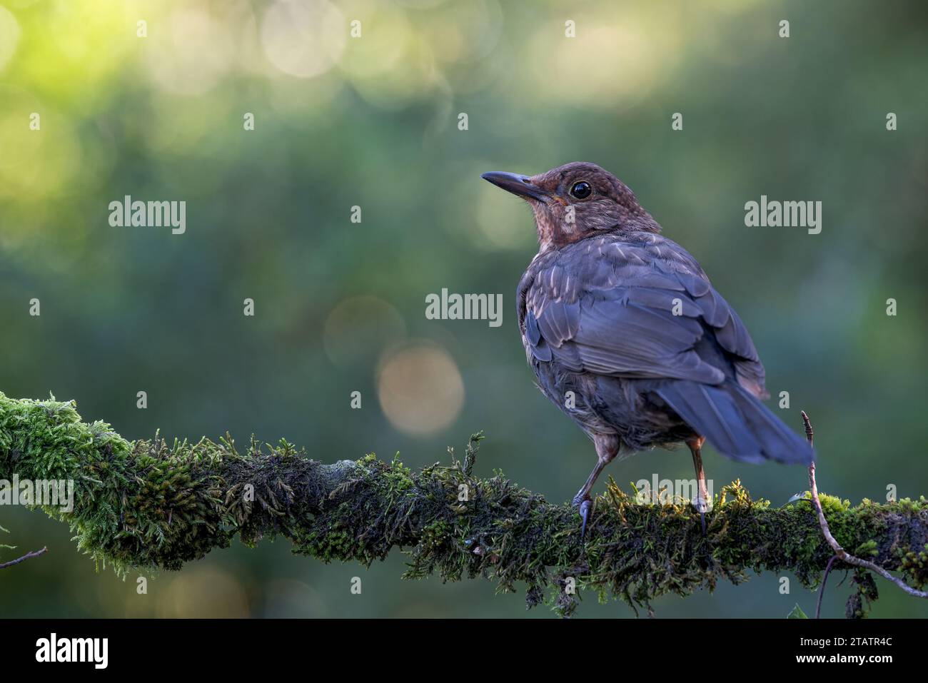 Blackbird [ Turdus merula ] on mossy stick Stock Photo - Alamy