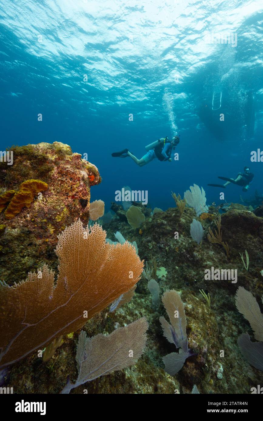 Two divers on their safety stop near a dive boat with a coral reef in ...