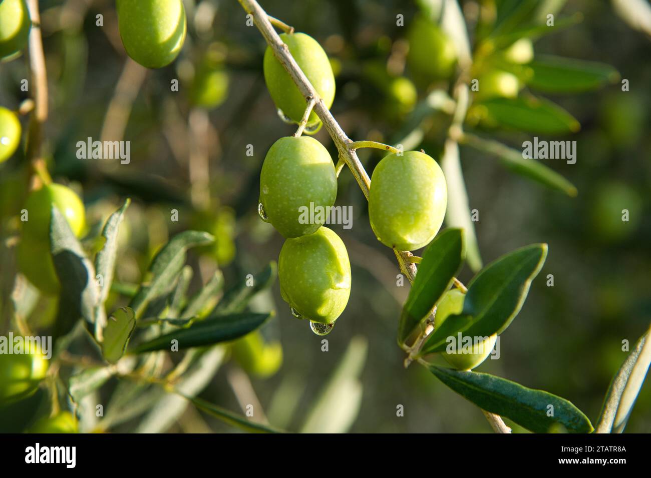Olive trees with the alpilles in the background hi-res stock ...