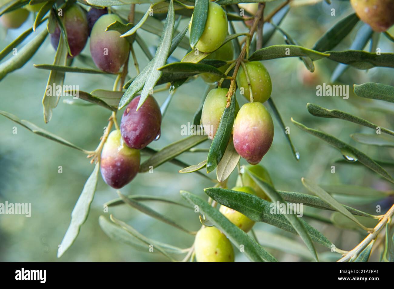 The olive trees with the alpilles in the background hi-res stock ...