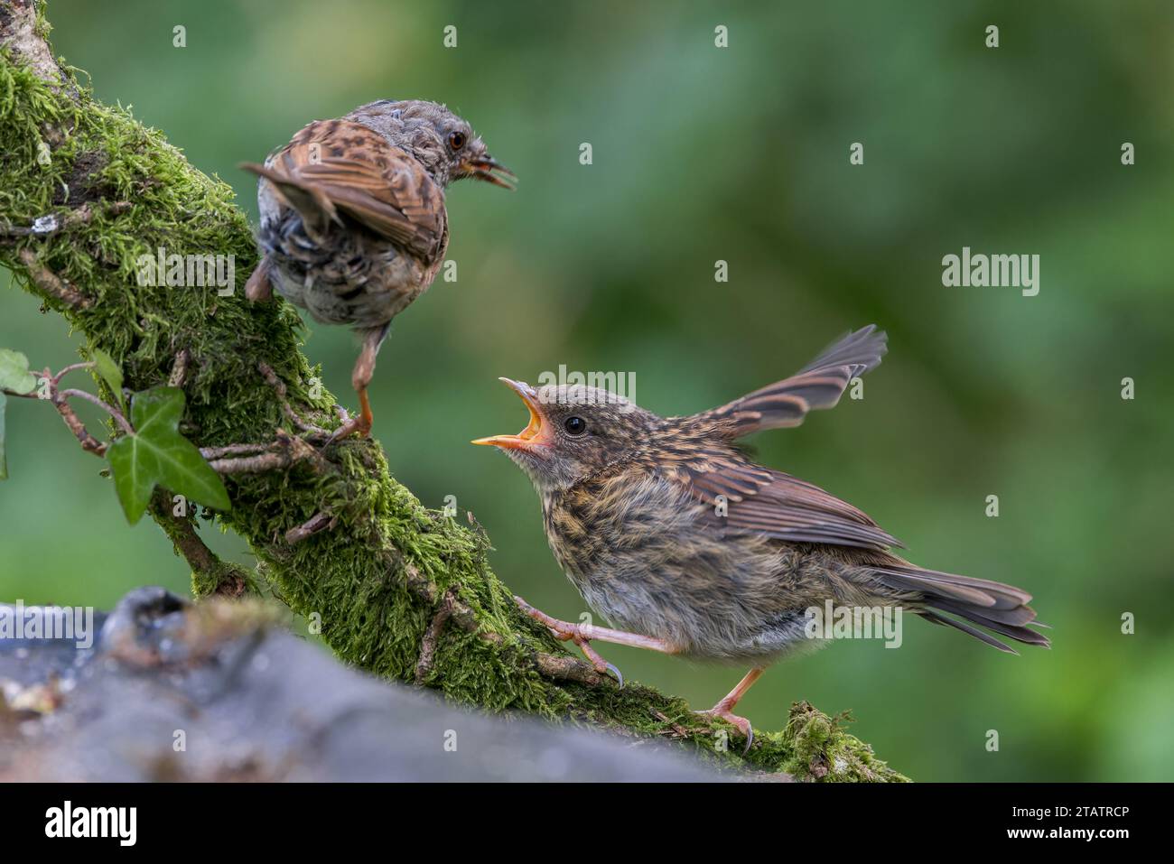 Adult bird with juvenile birds hi-res stock photography and images - Alamy