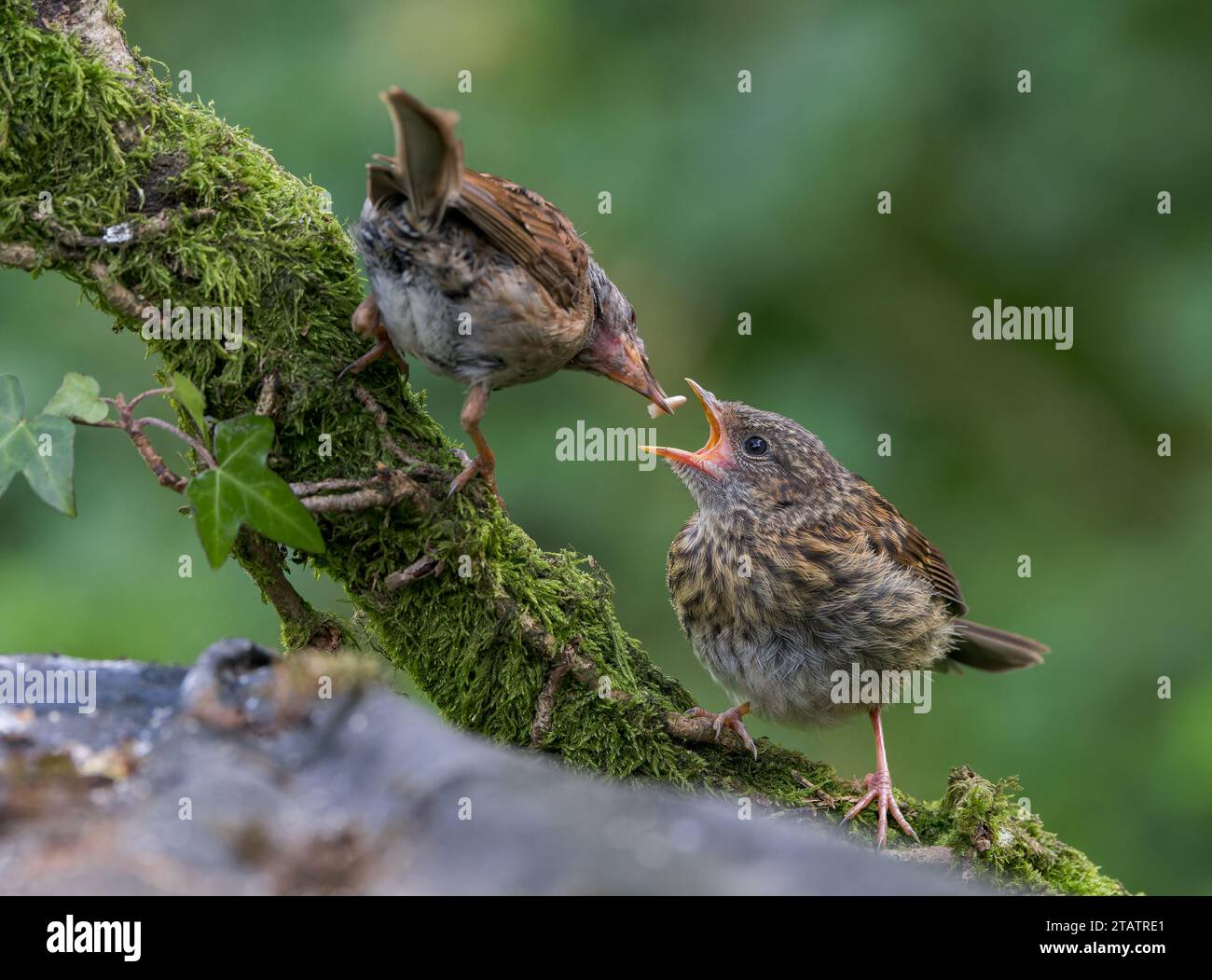 Adult bird with juvenile birds hi-res stock photography and images - Alamy