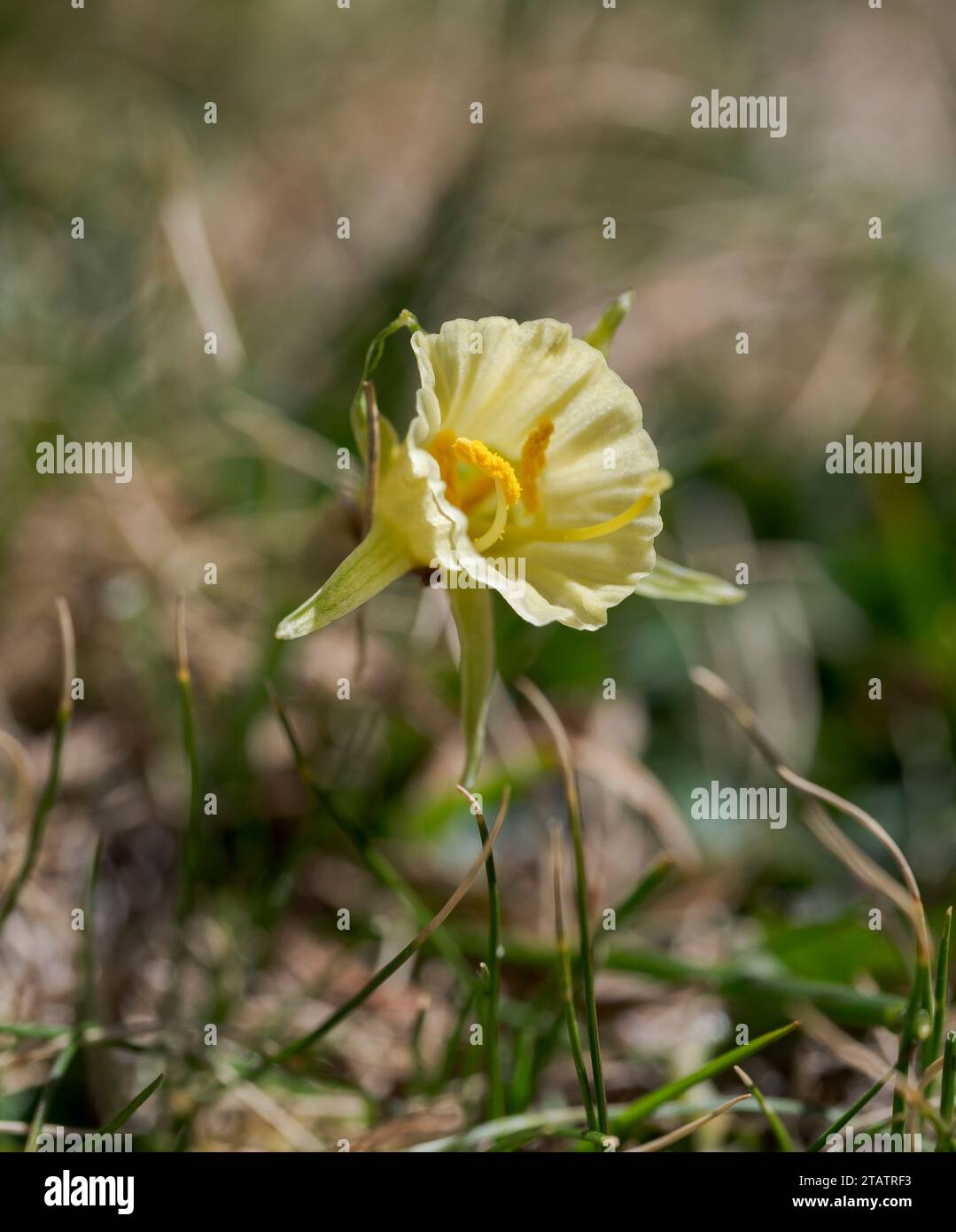 Petticoat daffodil, Narcissus bulbocodium. Photo taken in La Pedriza ...