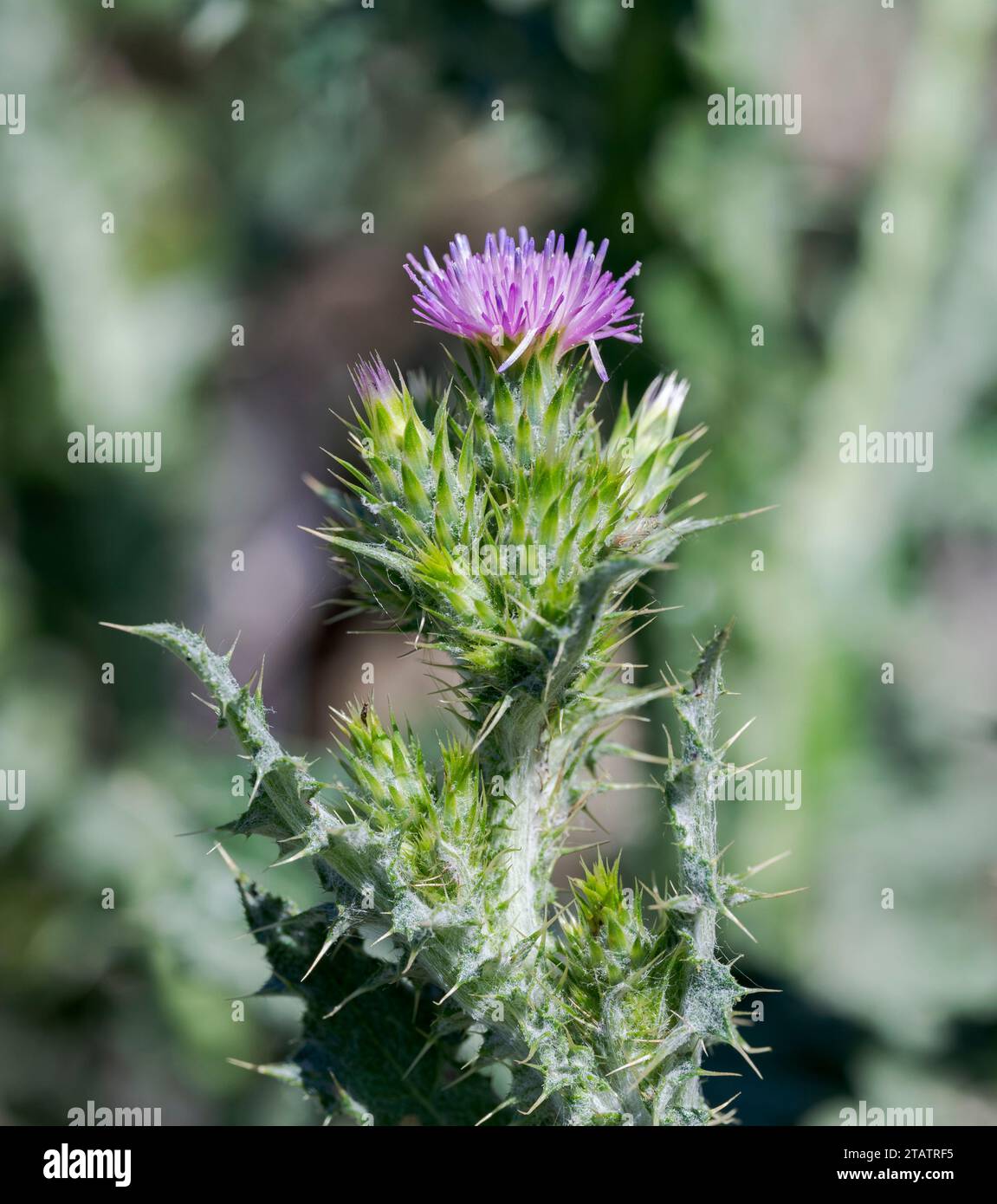 Slender-flower thistle, Carduus tenuiflorus. Photo taken in Colmenar ...