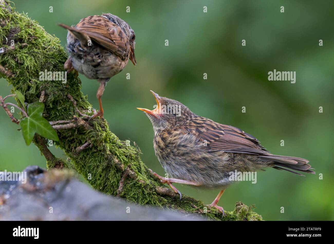 Dunnock [ Prunella modularis ] juvenile bird begging from adult on ...