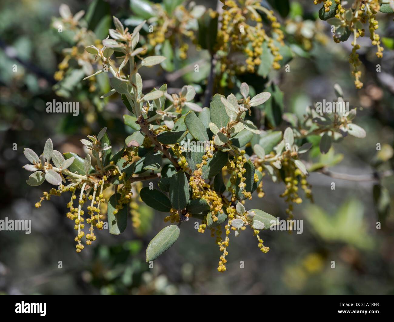 Male flowers of Holm oak, Quercus rotundifolia, growing on the rocks ...