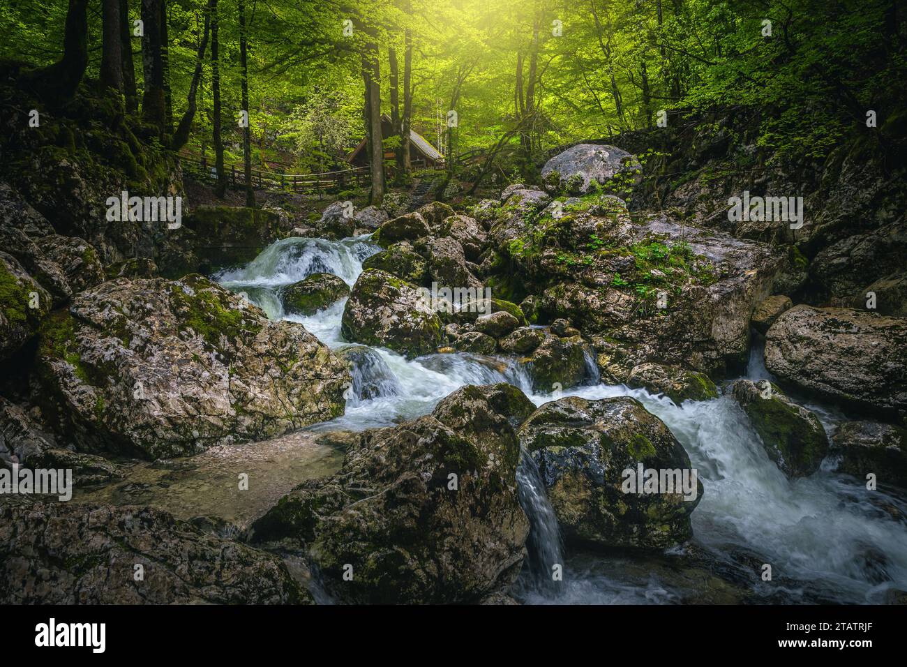 Clean creek with small cascades in the fresh green forest near lake ...