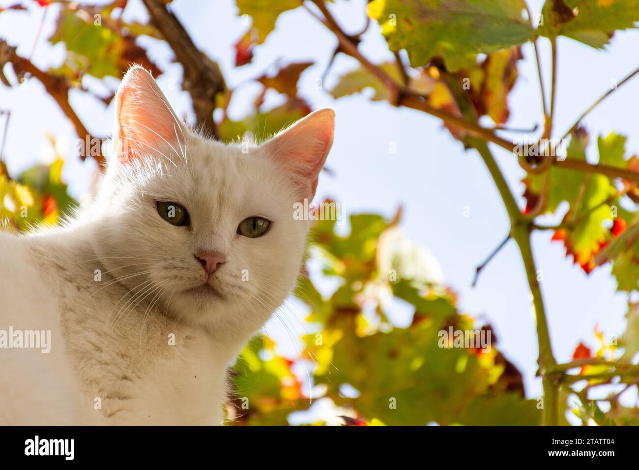 Adorable low angle hi-res stock photography and images - Alamy