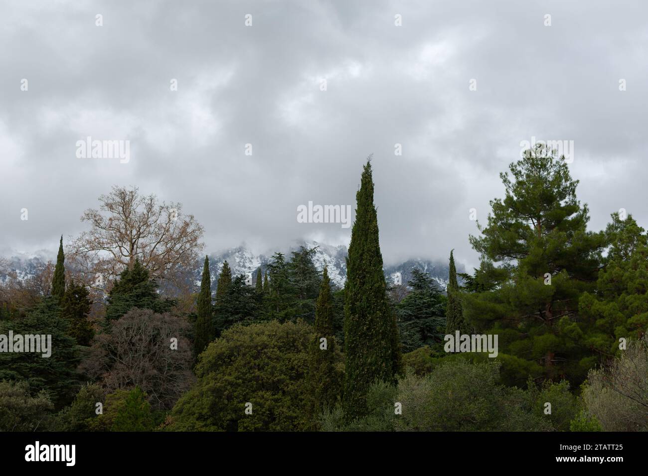 Cypress pines background of trees. A beautiful atmospheric landscape ...