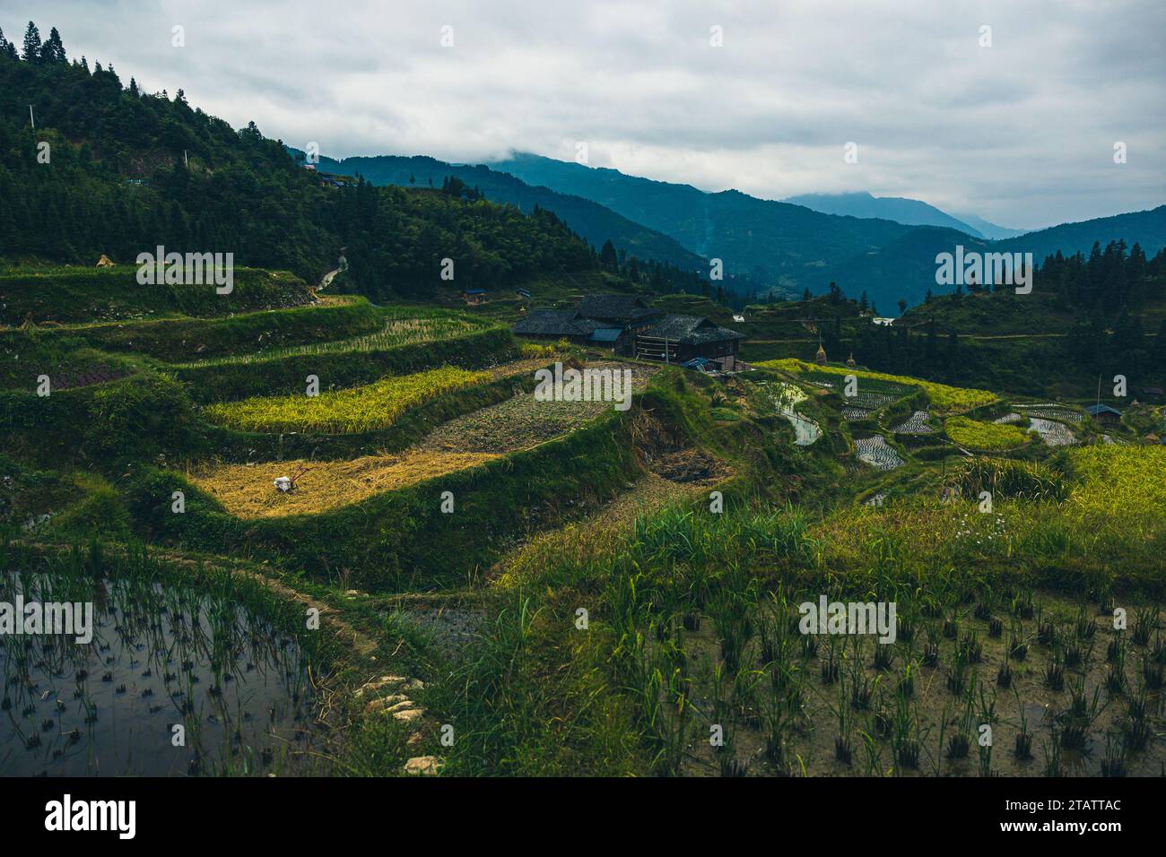 Terrace Field in Jiabang Guizhou Stock Photo - Alamy