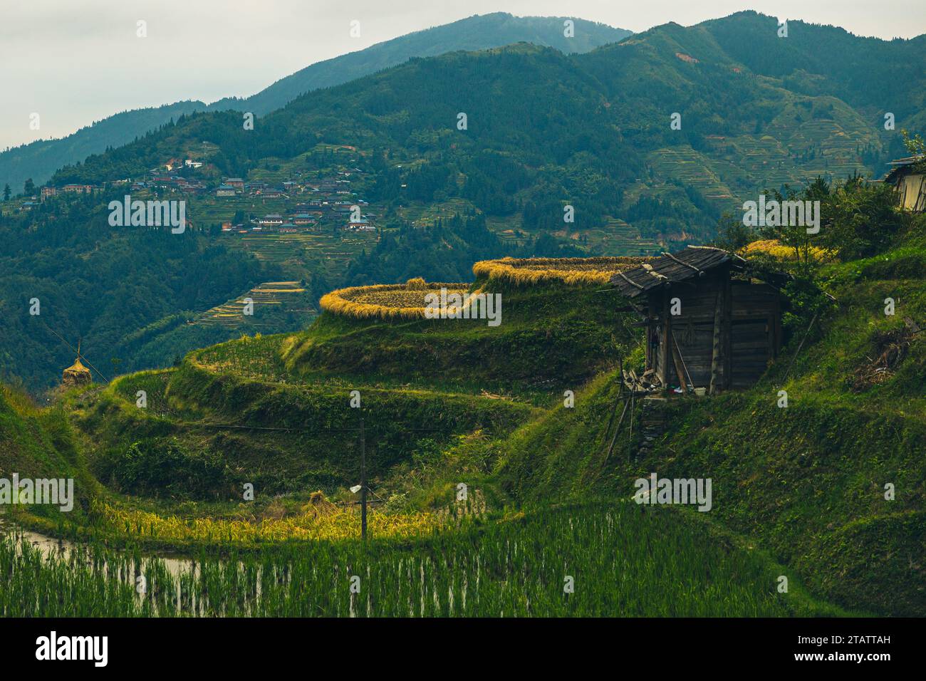 Terrace Field in Jiabang Guizhou Stock Photo - Alamy