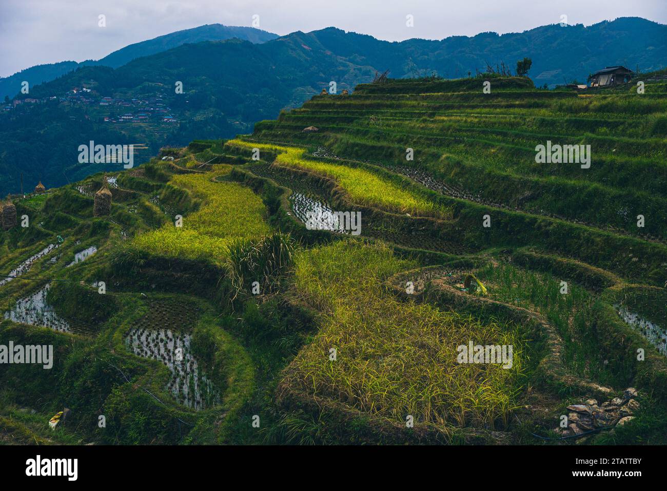 Terrace Field in Jiabang Guizhou Stock Photo - Alamy