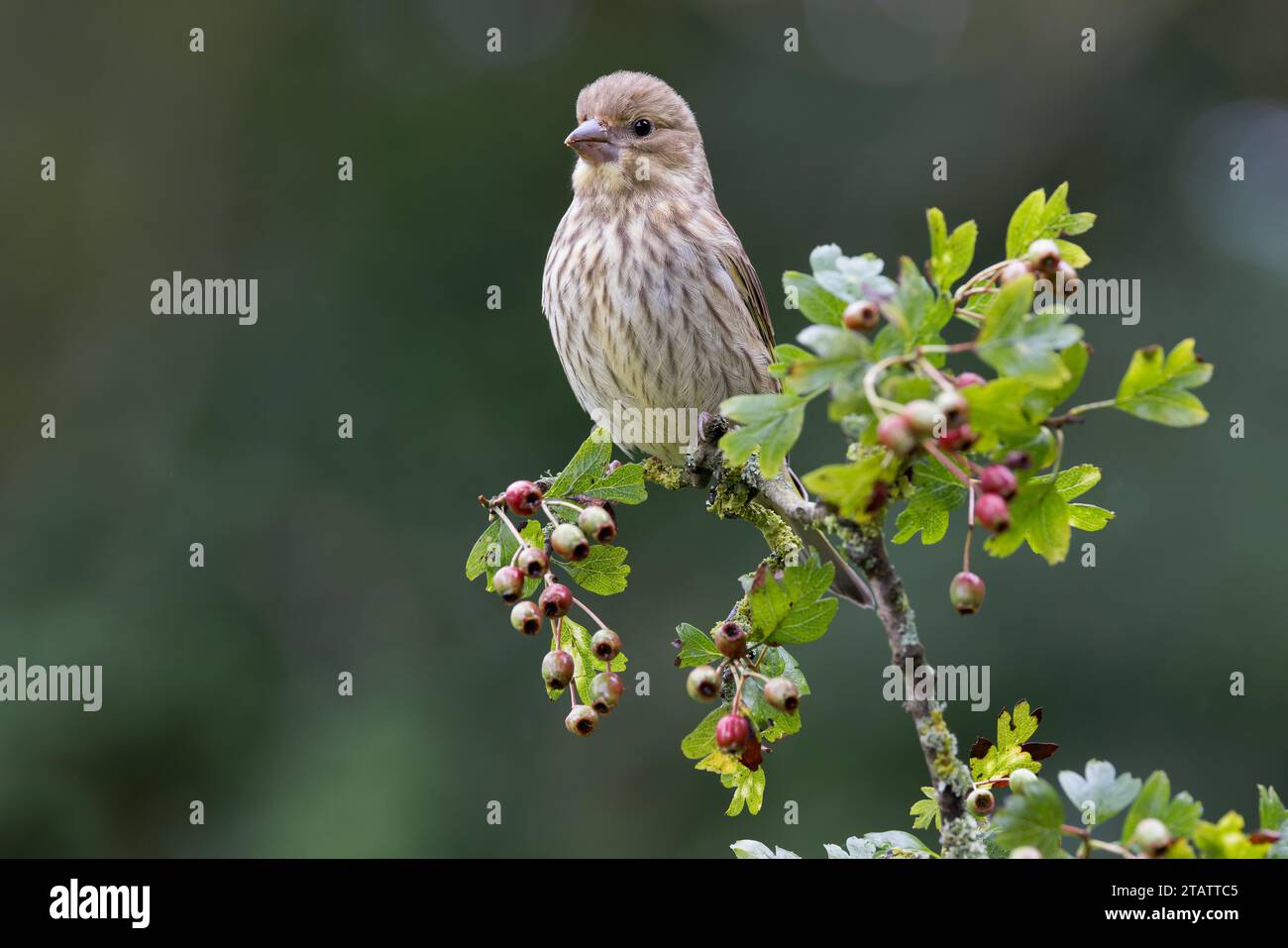 European Greenfinch [ Chloris chloris ] juvenile bird on hawthorn branch covered with berries ...
