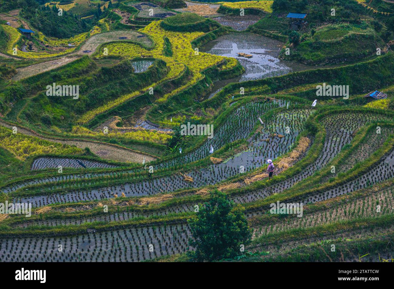 Terrace Field in Jiabang Guizhou Stock Photo - Alamy
