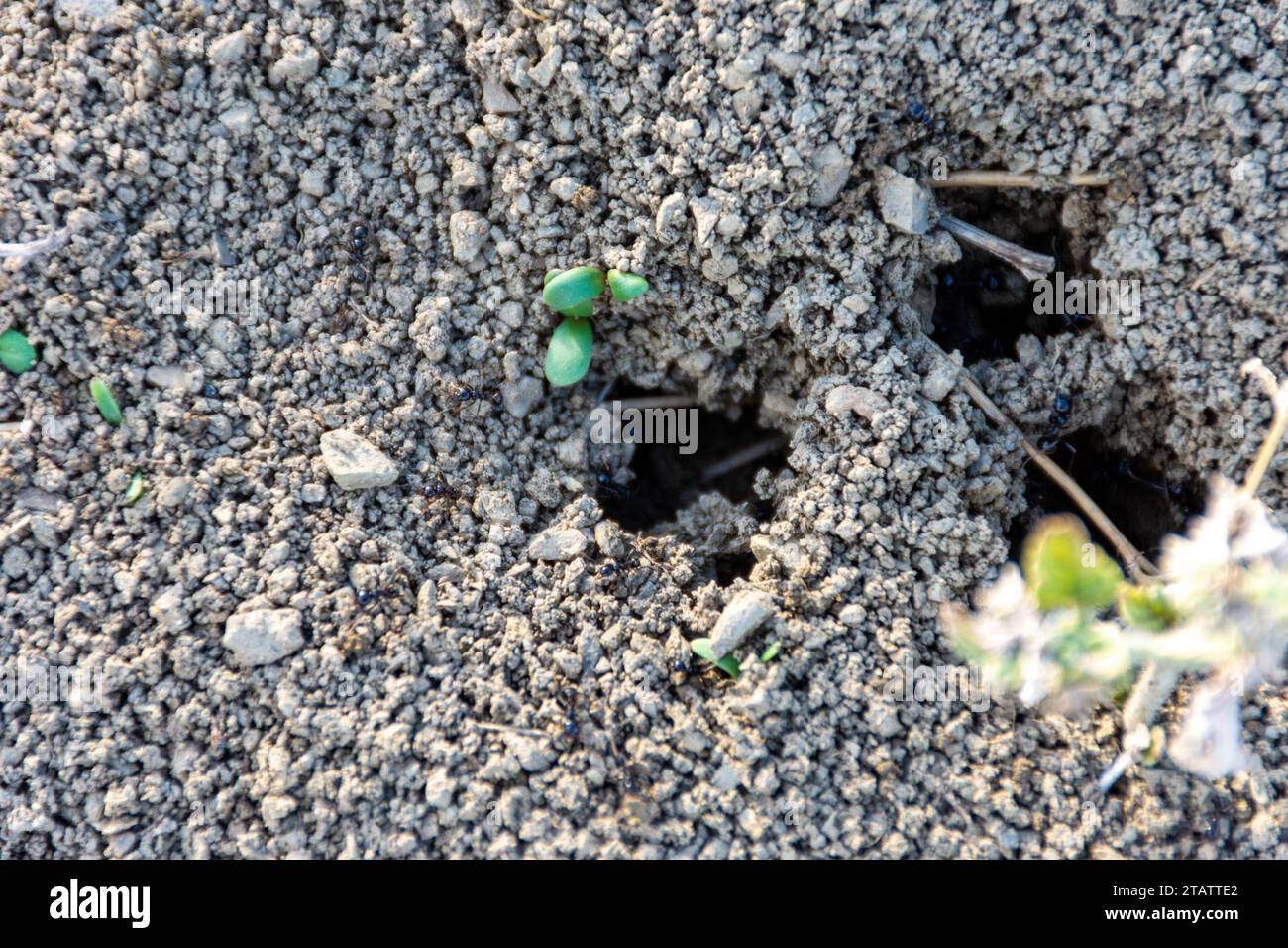 Ant in house hi-res stock photography and images - Alamy